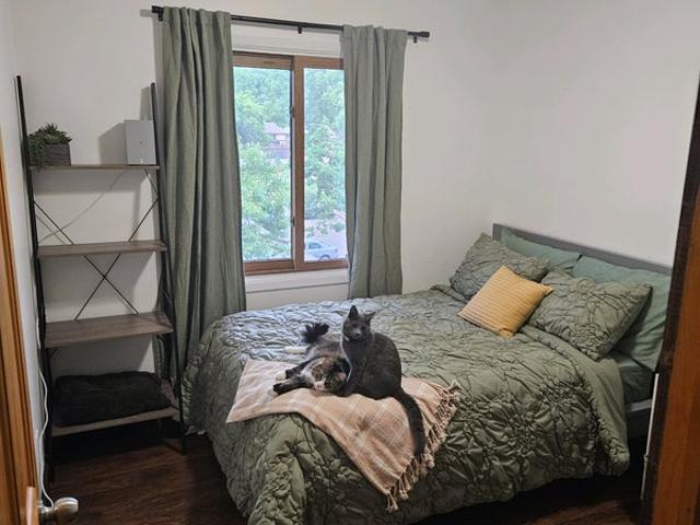 Looking for roomate that likes cats