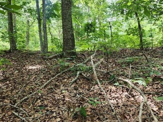 Locust Cv Lot 18, Holladay, TN 38341