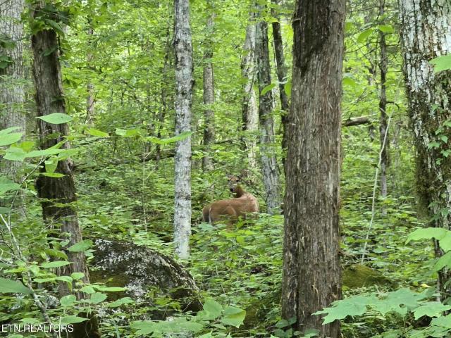Log Mountain Rd, Washburn, TN 37888