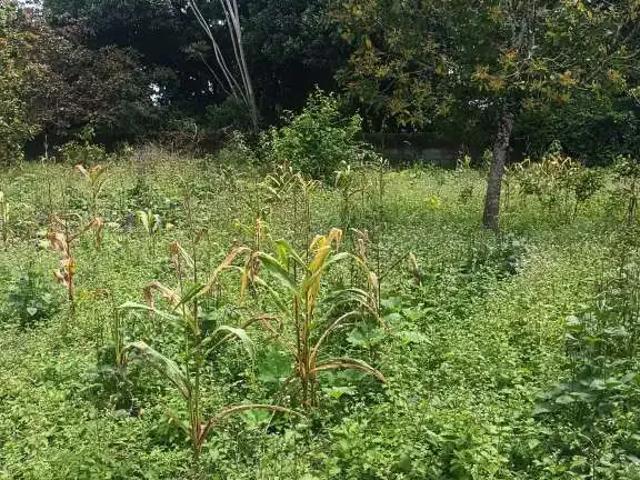 Loja / Comércio para Venda em Rio Largo/AL Residencial Prefeito Antônio Lins de Souza