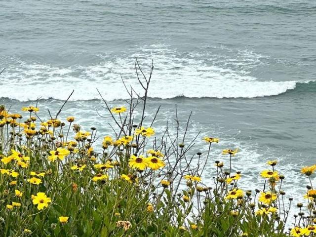 Los Arboles Apartments 2 Bedroom Apartment for Rent at 201 4th St, Del Mar, CA 92014 Del Mar