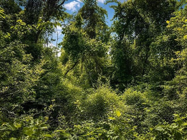 Lot11 County Road 175