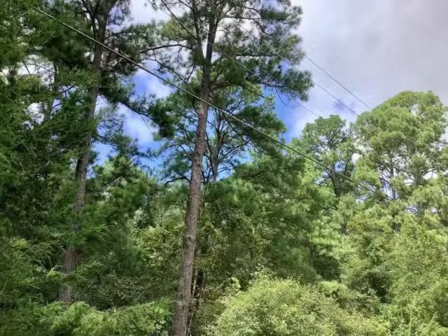 Lot259&260 Kaanapali Dr, Bastrop, TX 78602 MLS 2778494