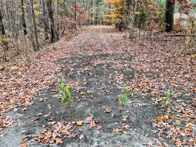 Lot #3 #4 #5 & 37.66 acre Bear Run Trail # 3