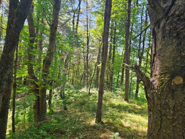 Lot 3.1 Off Parker Rd, Lisbon, NH 03585 | MLS #5078