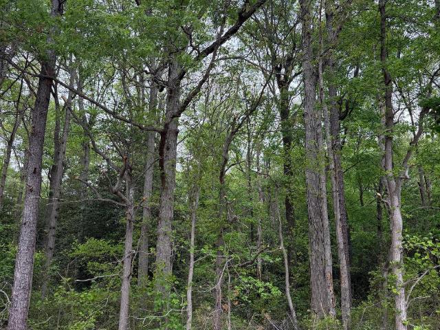 Lot 3 Hunting Quarter Rd, Harrington, DE 19952 | MLS #DEKT2046