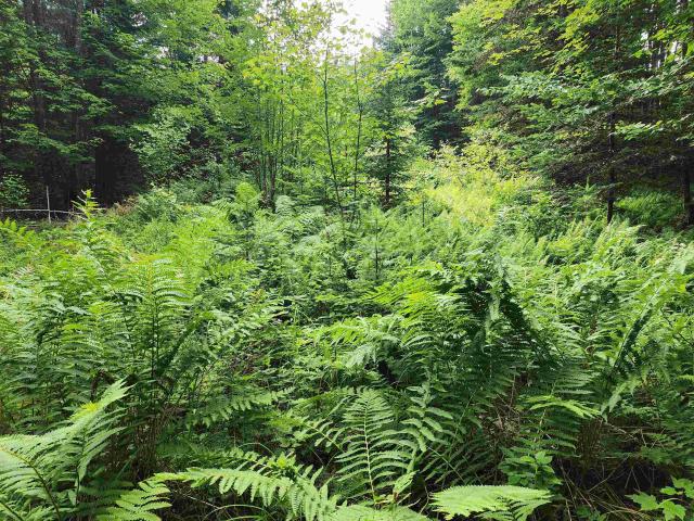 Lot 3 North Mountain Pond Road # R11/2 1