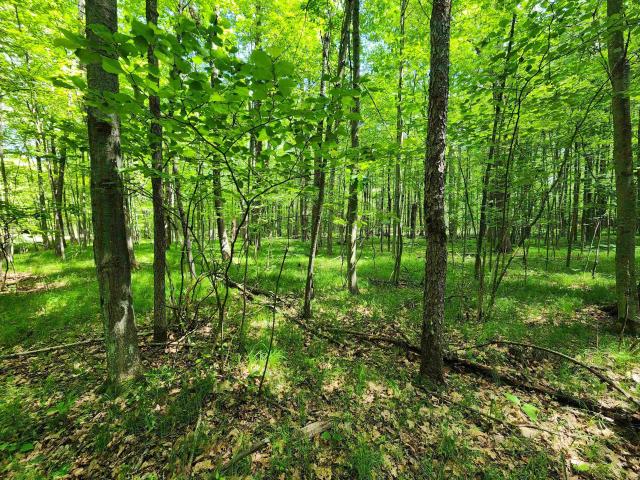 Lot 1118 White Birch Lane