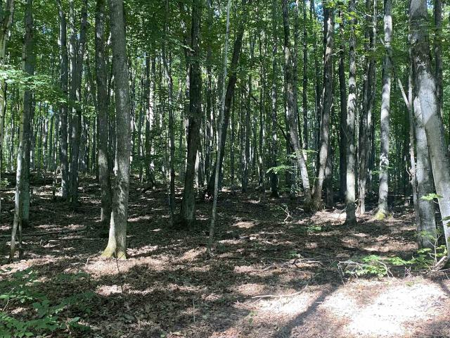 Lot 113 Forestgrove Court # Lot: 113