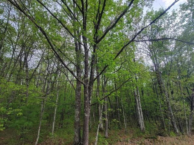 Lot 11 County Road A, Spooner, WI 54801 | MLS #6636 | Compass