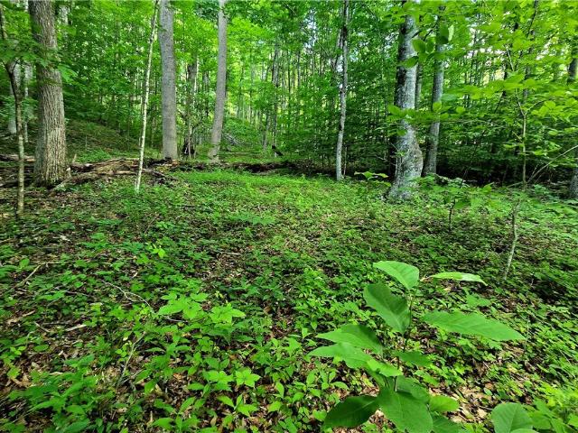 Lot 11 Elk Creek Mountain Prkwy