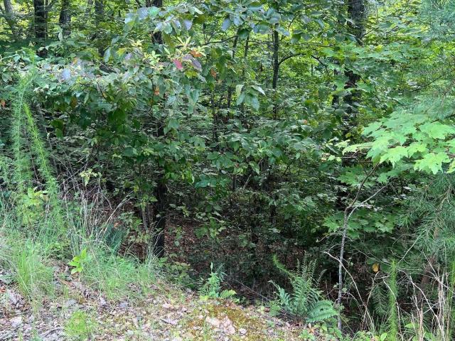 LOT 11 Preserve At Beach Mountain
