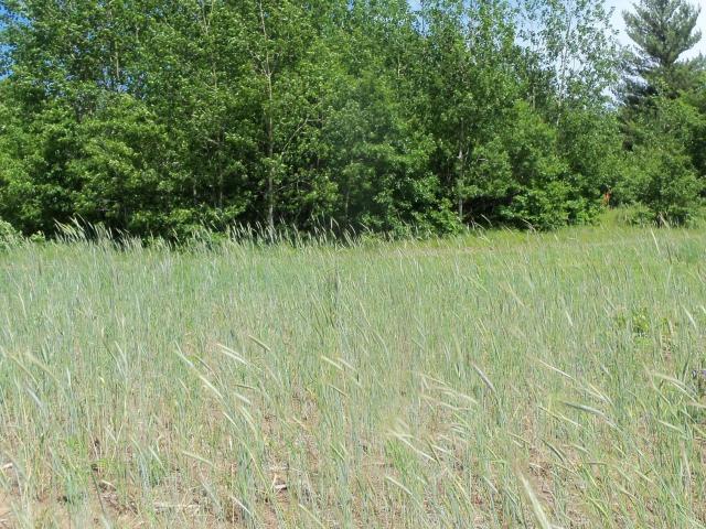 Lot 11 red maple ln