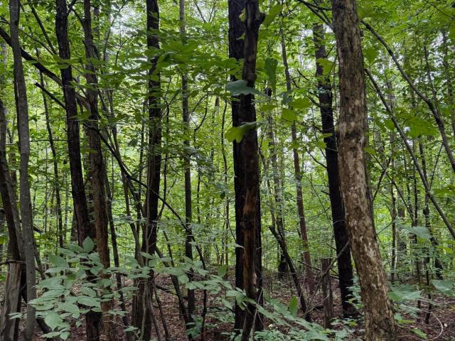 Lot 12 Frazier Lane
