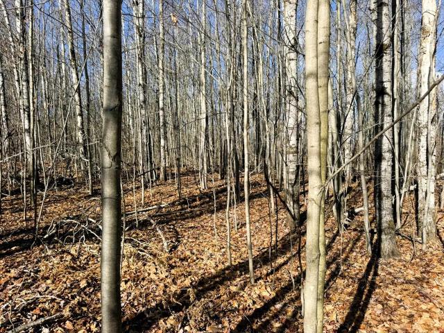 Lot 134 Wilderness Circle # Lot: 134