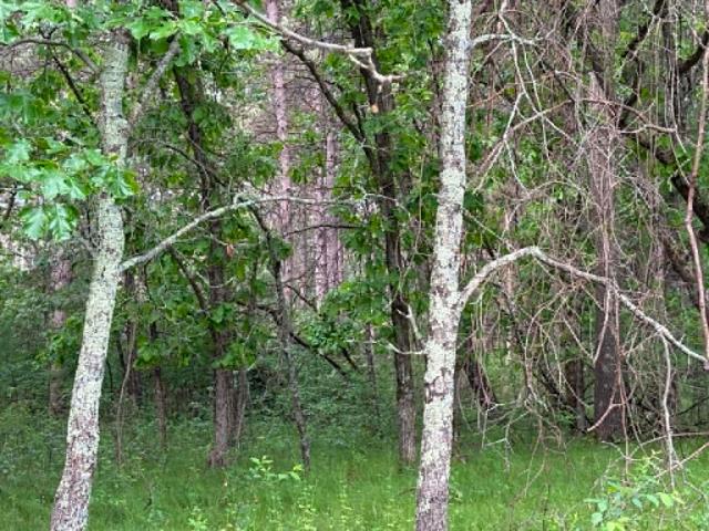 Lot 13 19th Boulevard