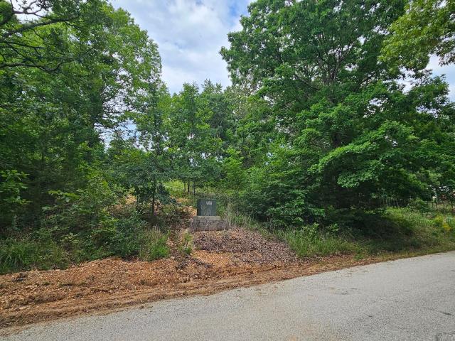 Lot #13 Hanging Branch