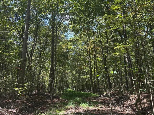 Lot 13 Hickory Hollow Sub Road