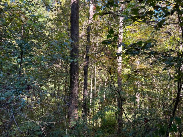 Lot 15 Red River Valley