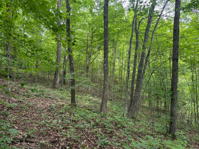 Lot 166 Ashland Camp Loop