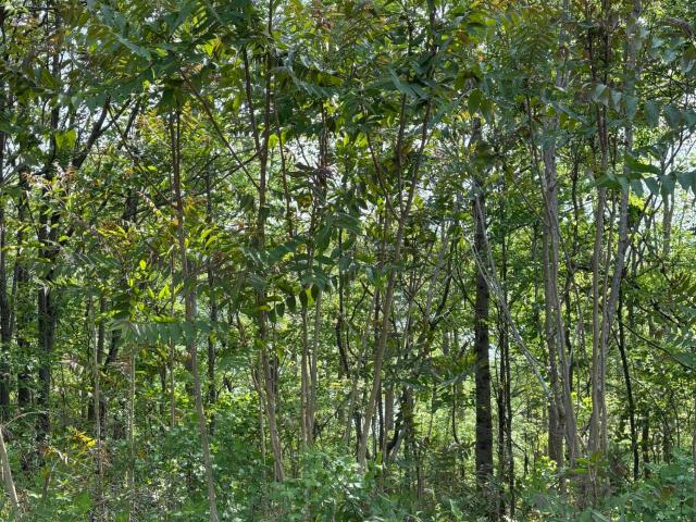 Lot 168 Saddleridge Drive