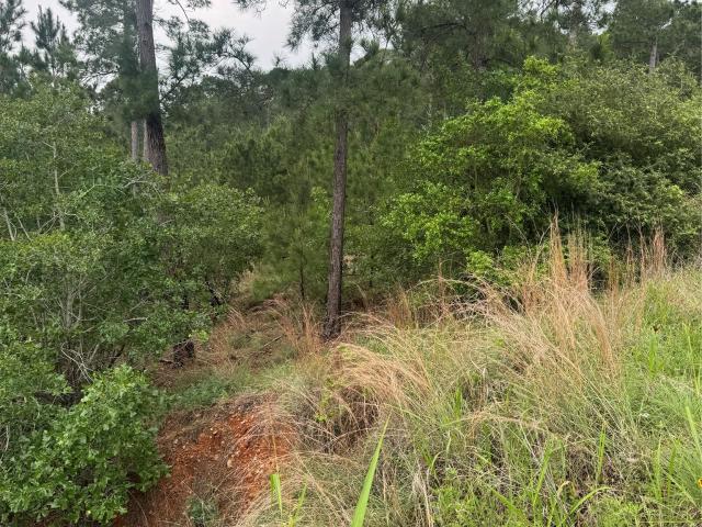 Lot 1614 Kaanapali Ln