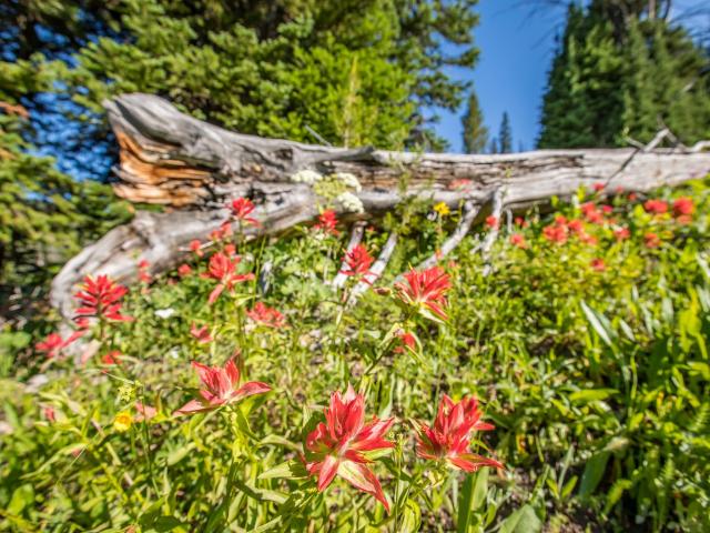 Lot 16 Beehive Basin Road, Big Sky, US, MT