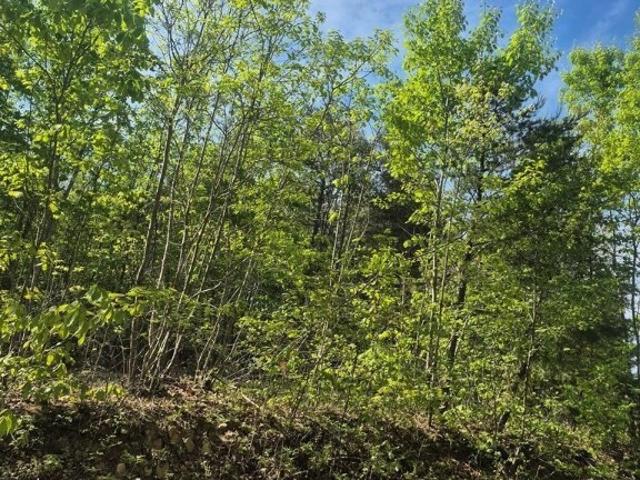 Lot 16 Mountain Creek Rd, Green Bay, VA 23942 | MLS #2532 | Compass