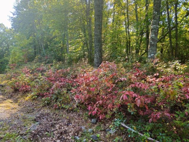 Lot 17 Fox Hollow Dr
