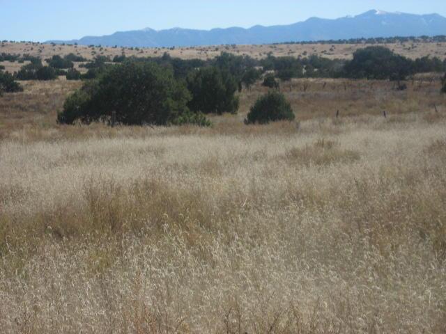 Lot 188 Pinon Springs Ranches