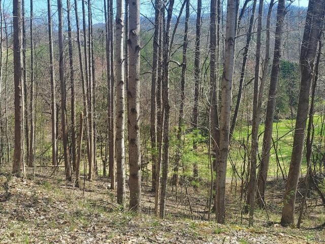 Lot 181 Ox Bow Rd, Unit 181, Unicoi, TN 37692 | MLS #9963
