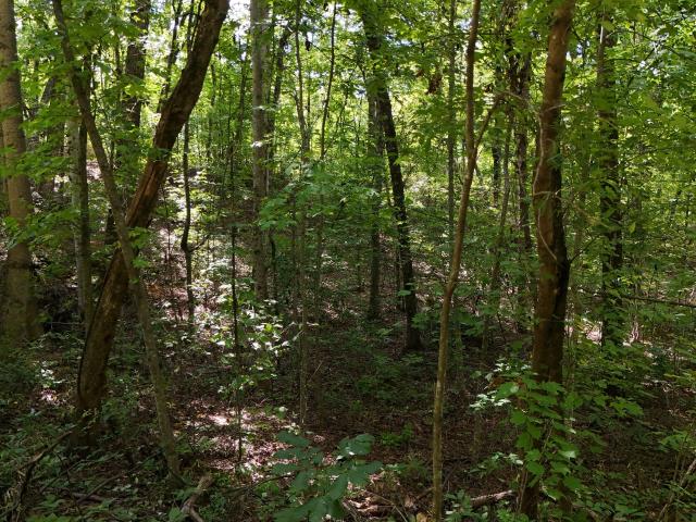 LOT 195 Fern Valley Trail