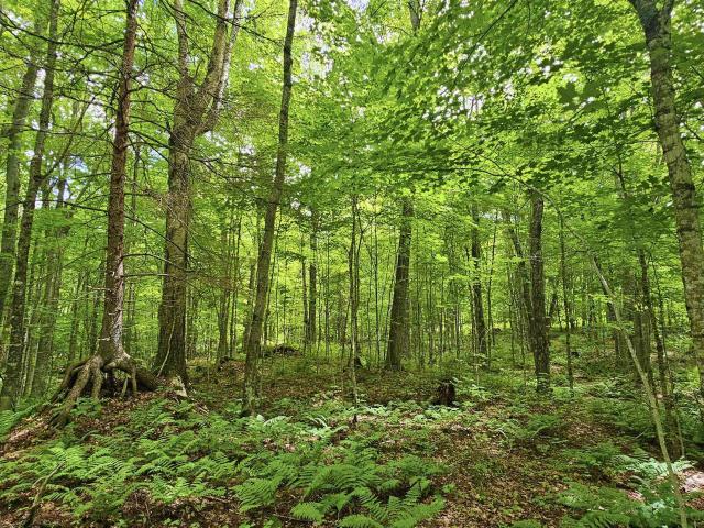 Lot 19 Keweenaw Pass