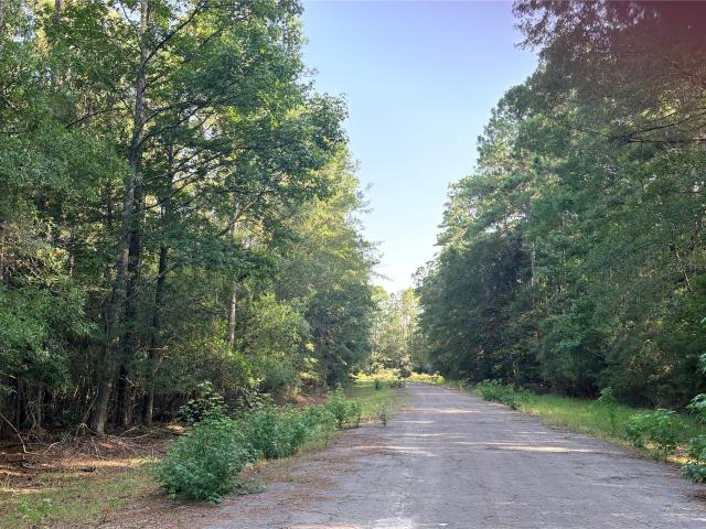 Lot 19 silver birch