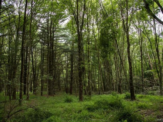 Lot 1 Chapin Trail, White Lake, NY 12786 | MLS #869246 | Compass