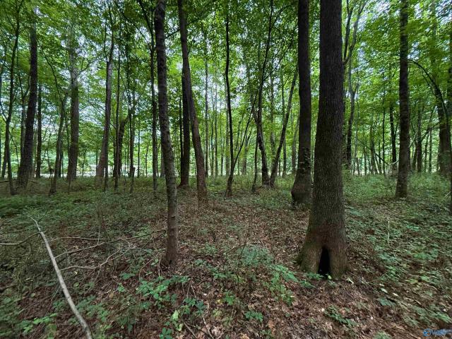 Lot 1 County Road 50