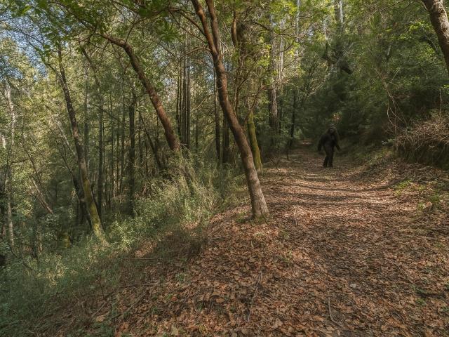 Lot 1 Desear, Felton, CA 95018 | MLS #ML82013