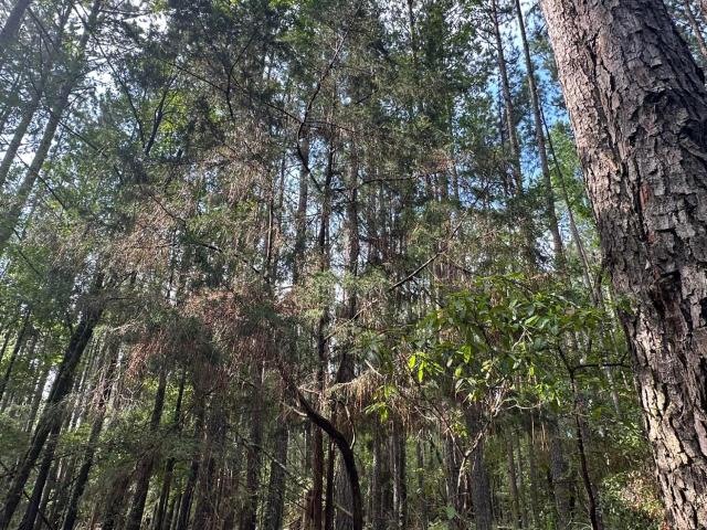 Lot 1 Dogwood Lane # 1