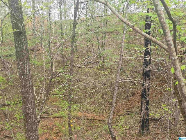 Lot 1 eagle mountain road # 1
