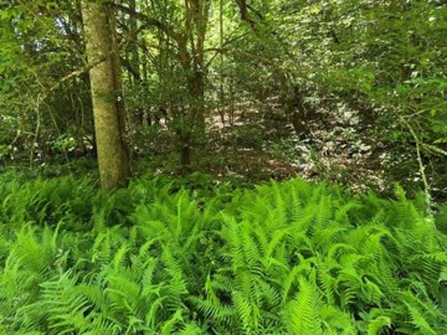 Lot 1 Matlock Hls Lot 1, Franklin, NC 28734