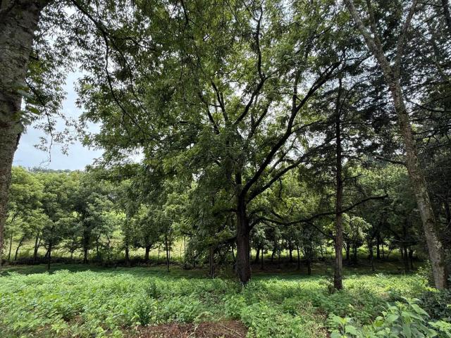 Lot 1 Mitchell Rd, New Market, TN 37820