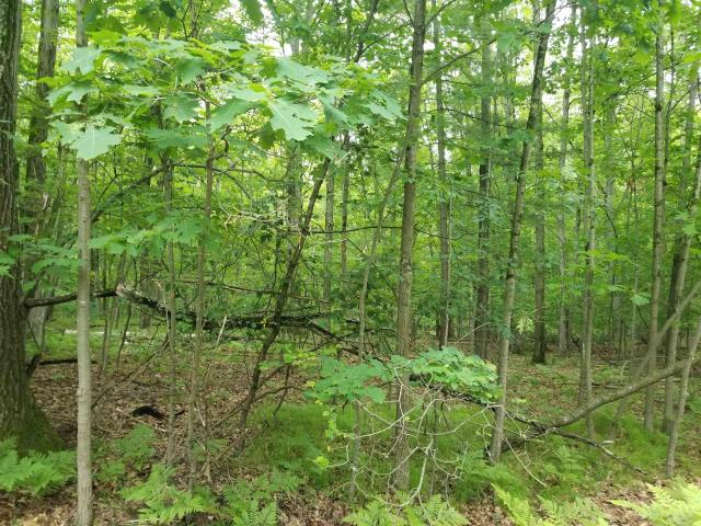 Lot 213 Maple Drive