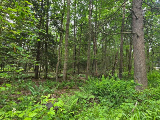 Lot 23 wooded lane