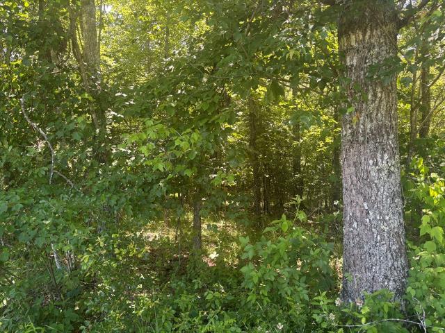 Lot 241 Long Branch Road