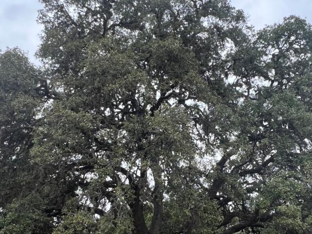 Lot 24 Heinen Cir, Bandera, TX 78003 | MLS #1930 | Compass