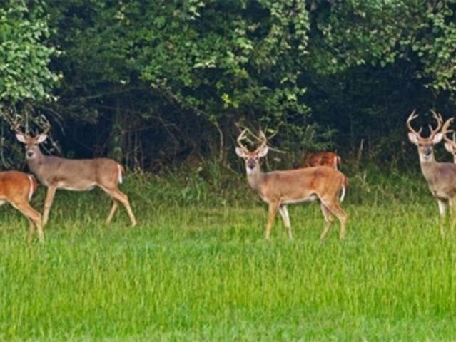 Lot 282&283 Livingston Drive