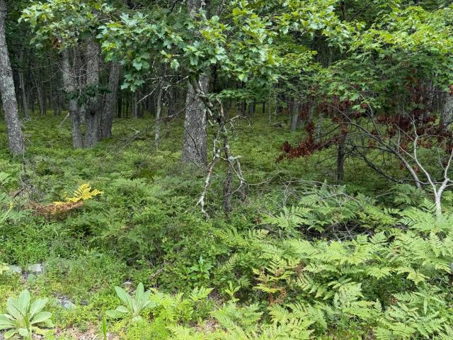 Lot 28 Snowshoe Court