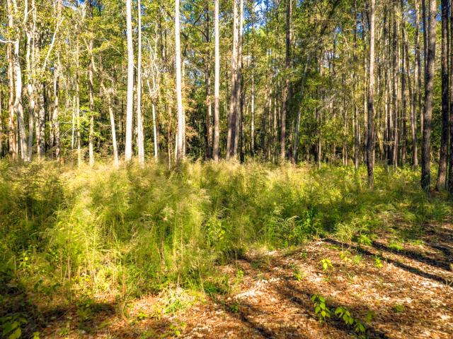 Lot 2 3 Portico, Livingston, TX 77351 | MLS #62556