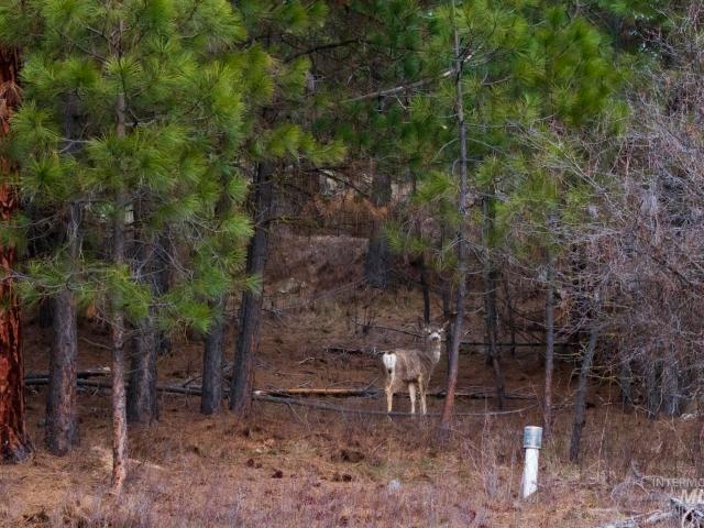 Lot 2 Card Creek, Casey Estates#3
