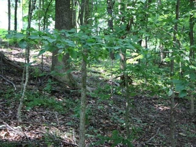 Lot #2 Comanche Circle